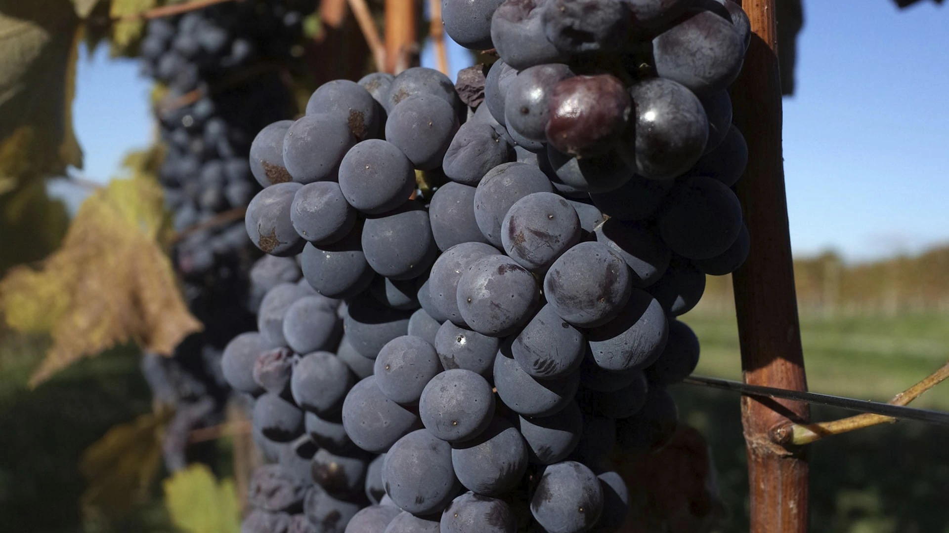 Aligoté Grape Varietal: Discover Burgundy's Hidden Gem